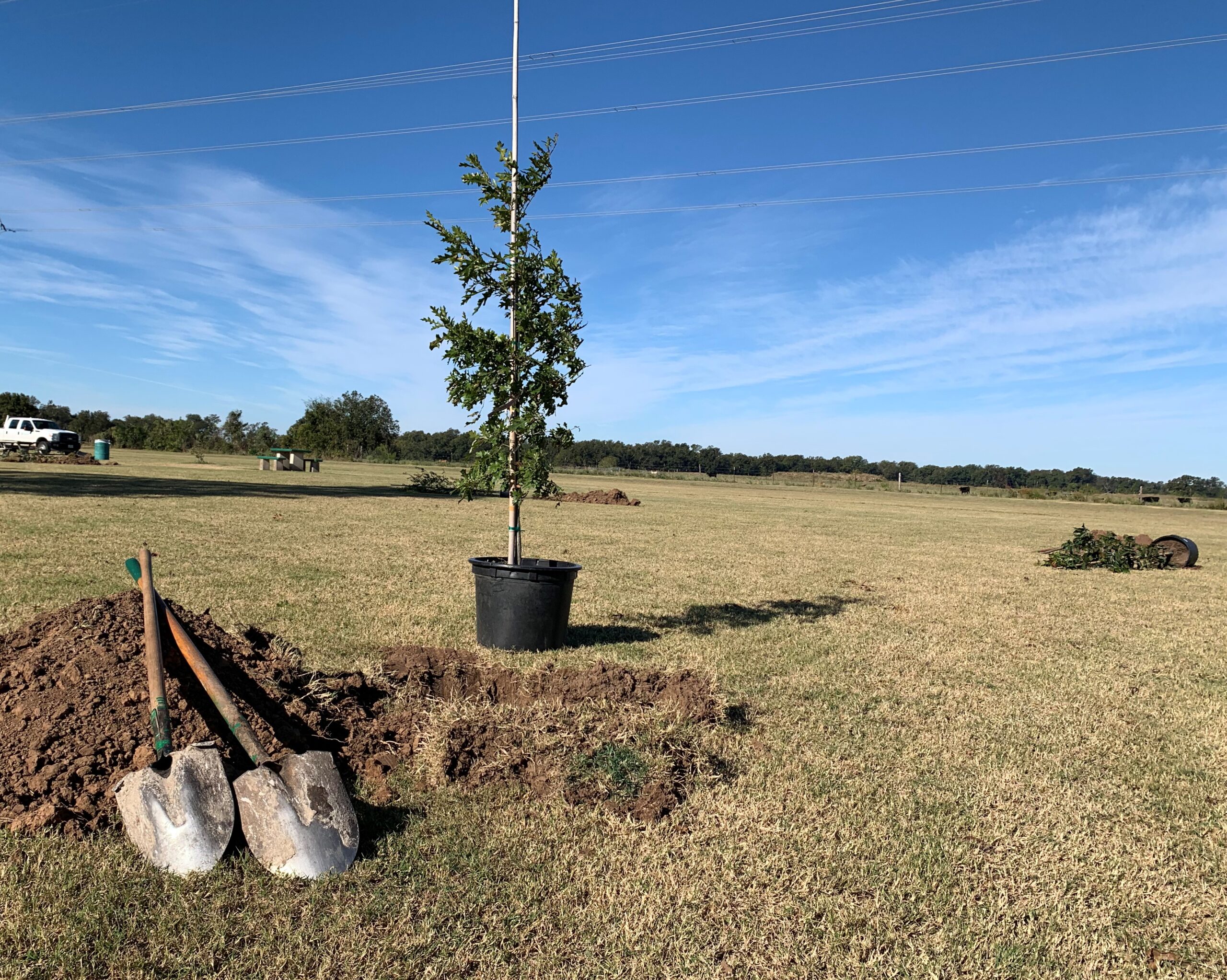 Carbon+ Credit - TreeFolks