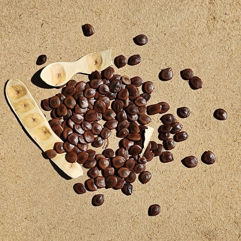 Native Tree Seed Collection Program - TreeFolks